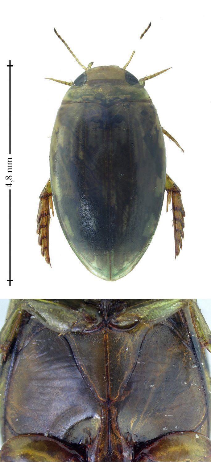 Laccophilus minutus (Insecta, Coleoptera, Dytiscidae) - www.galerie ...