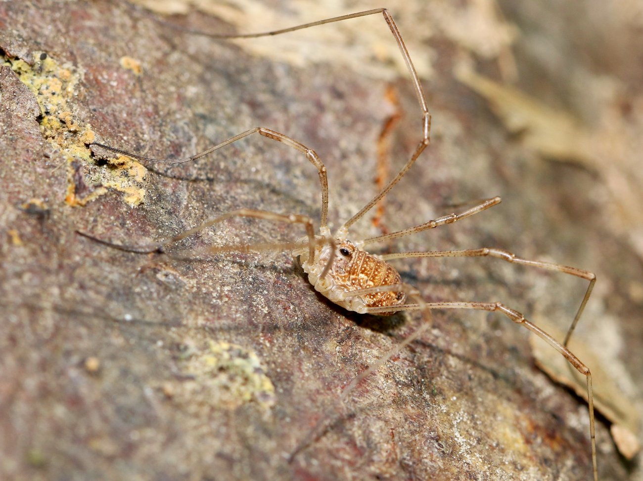 Réf. 181333 — ARACHNIDA > Opiliones > Phalangiidae > Rilaena ...
