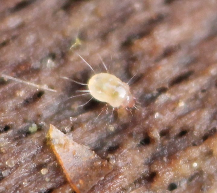 Réf. 181484 — ARACHNIDA > Astigmata > Acaridae > Inconnu inconnu - www ...