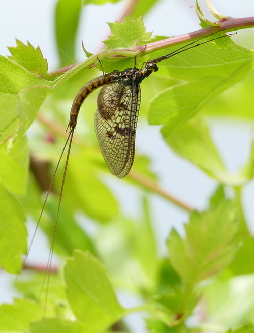 Réf. 181523 — INSECTA > Ephemeroptera > Ephemeridae > Ephemera vulgata ...