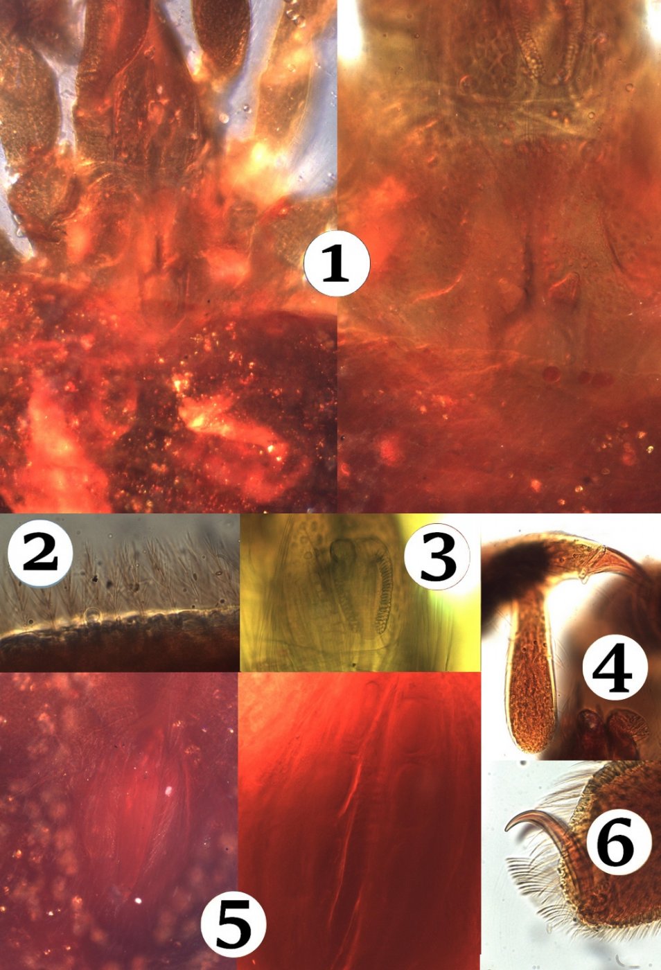 Réf. 181646 — ARACHNIDA > Prostigmata > Trombidiidae > Allothrombium ...