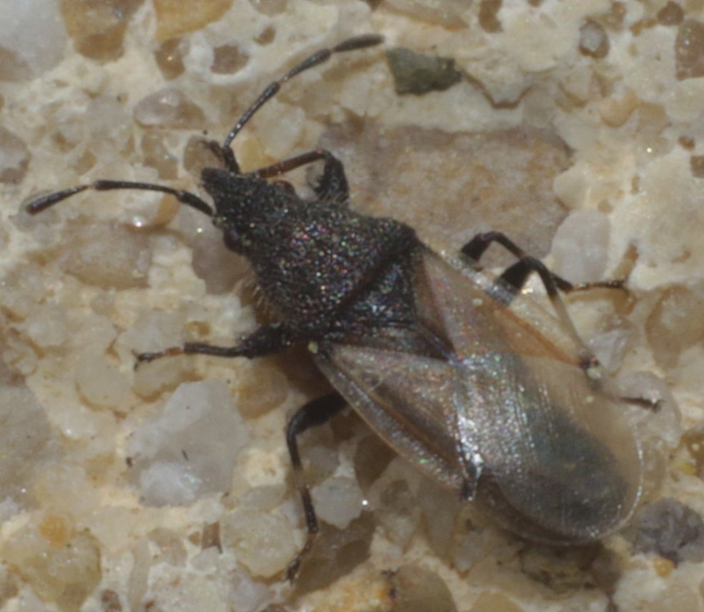 Oxycarenus (Oxycarenus) hyalinipennis (Insecta, Heteroptera ...