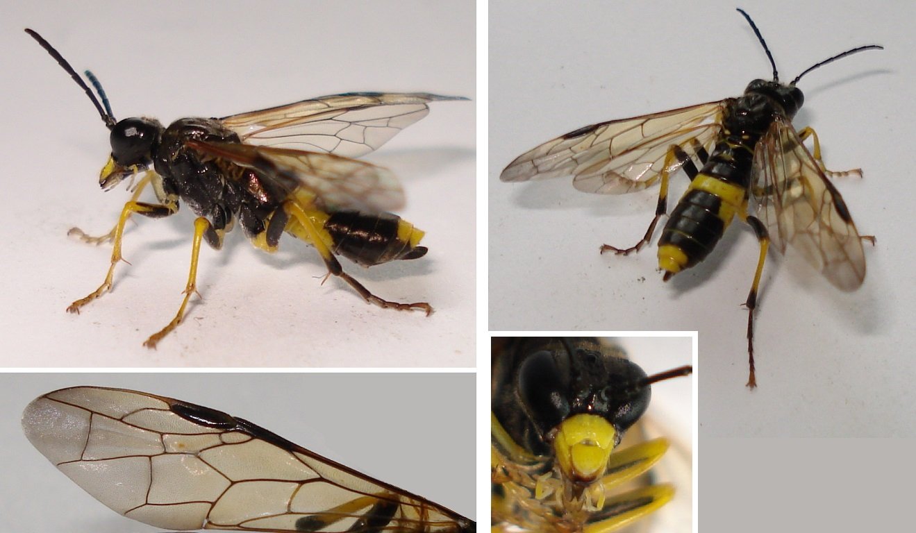 Réf. 182294 — INSECTA > Hymenoptera > Tenthredinidae > Tenthredo ...