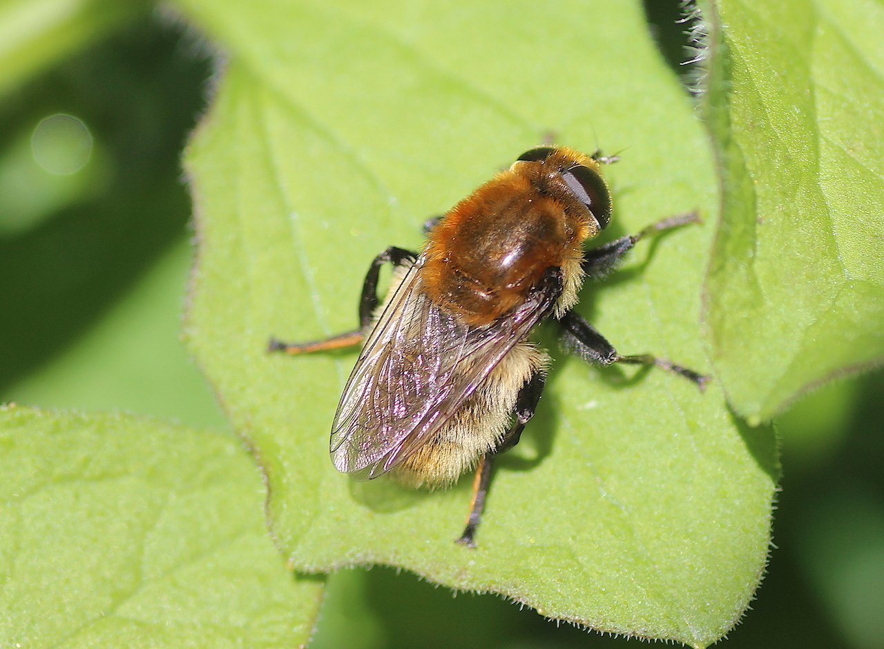 Réf. 182650 — INSECTA > Diptera > Syrphidae > Merodon equestris - www ...