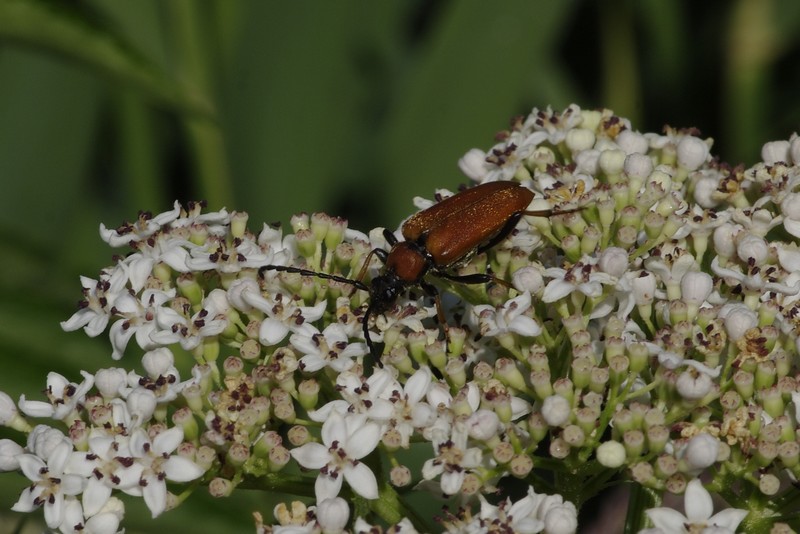 Réf. 183481 — INSECTA > Coleoptera > Cerambycidae > Stictoleptura ...