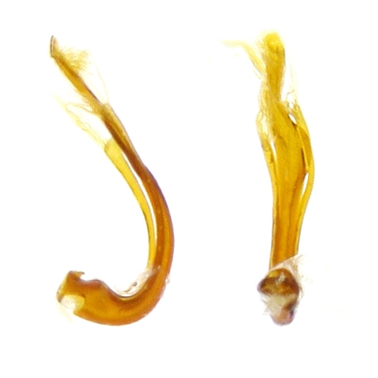 Réf. 183758 — INSECTA > Coleoptera > Hydraenidae > Hydraena (Hydraena ...