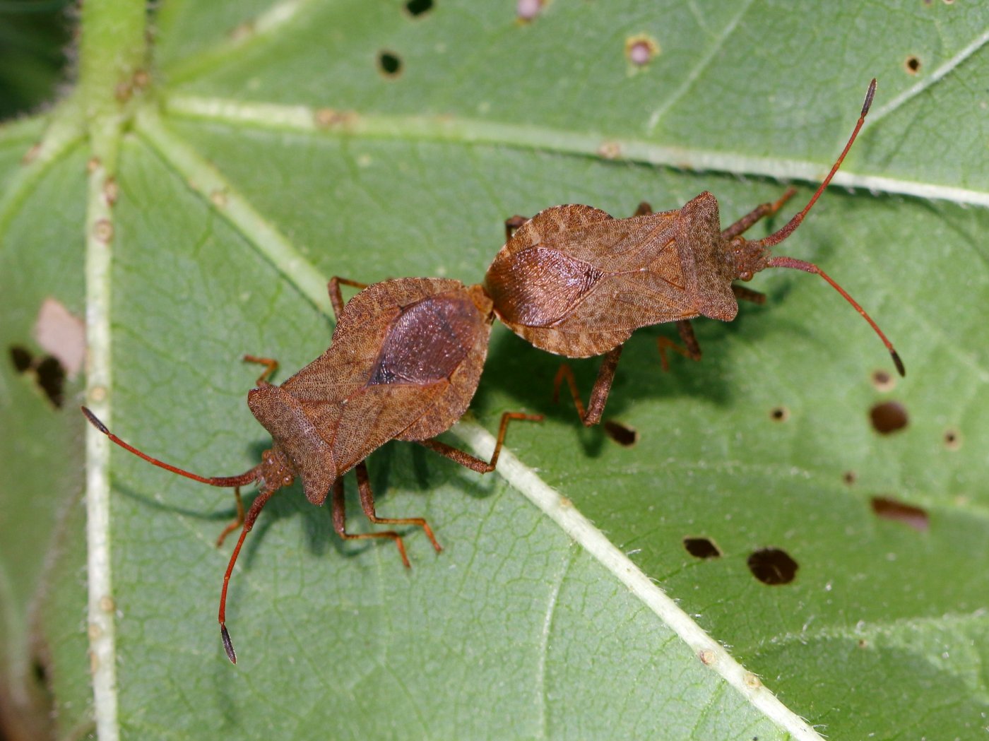 Coreus marginatus marginatus (Insecta, Heteroptera, Coreidae) - www ...