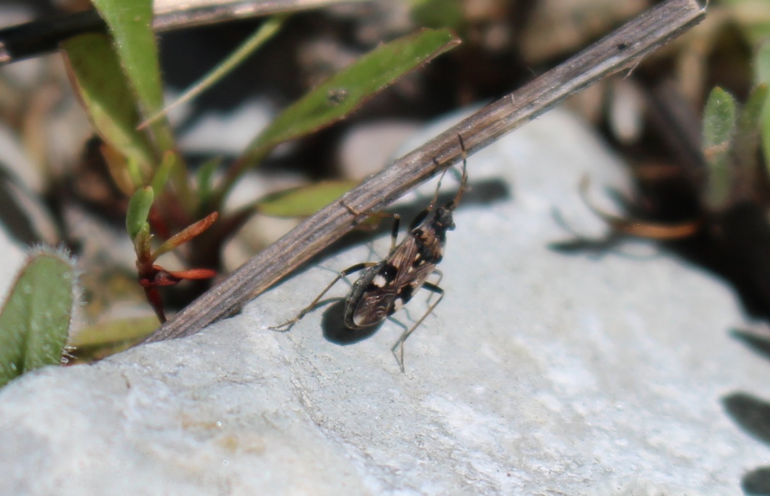 Réf. 183115 — INSECTA > Heteroptera > Rhyparochromidae > Beosus ...