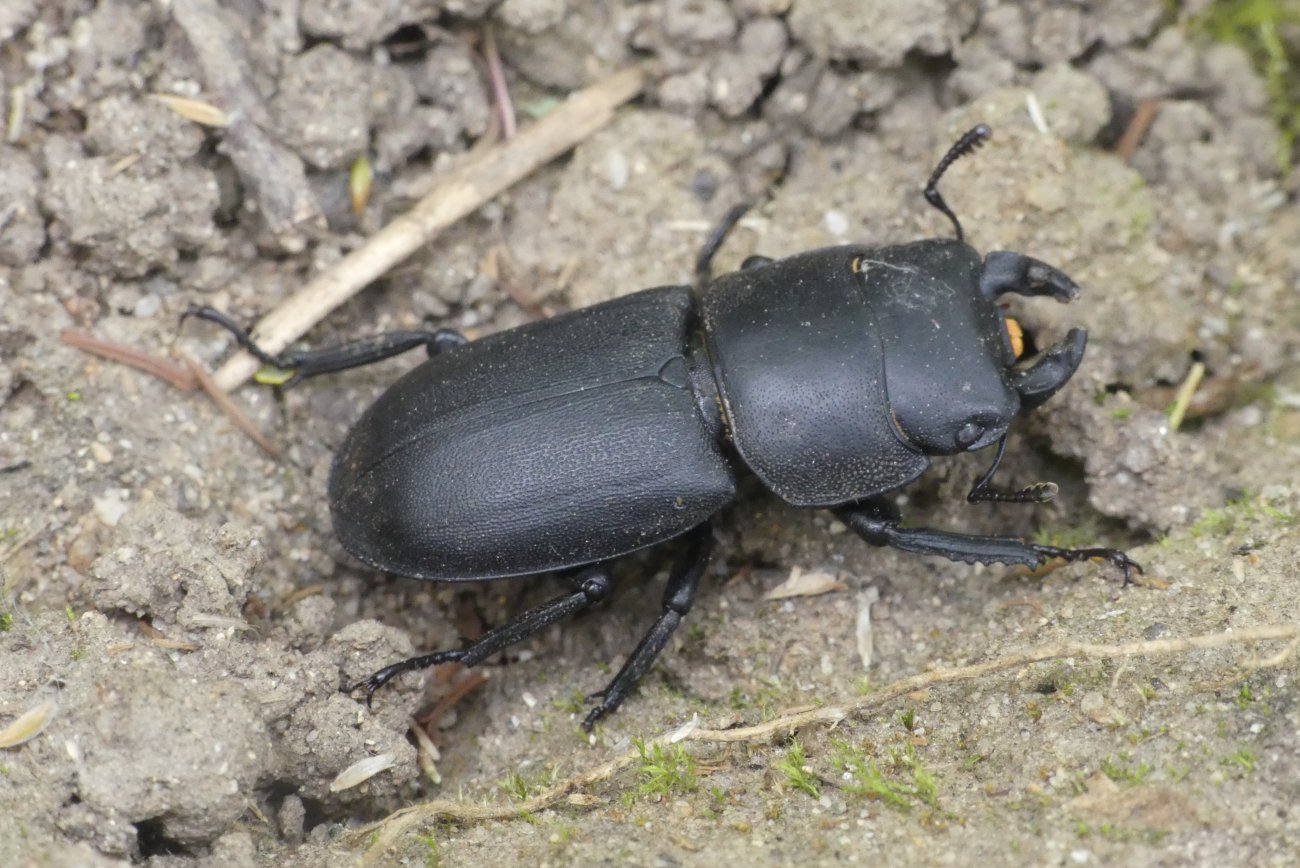 Réf. 184756 — INSECTA > Coleoptera > Lucanidae > Dorcus (Dorcus ...