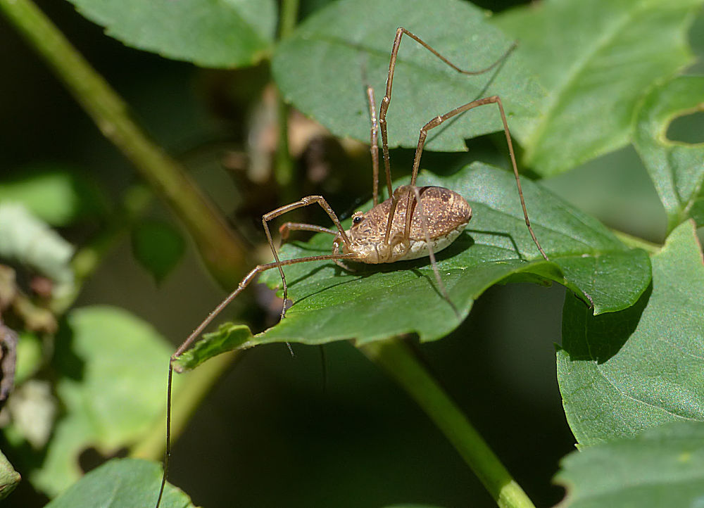 Réf. 184905 — ARACHNIDA > Opiliones > Phalangiidae > Rilaena ...