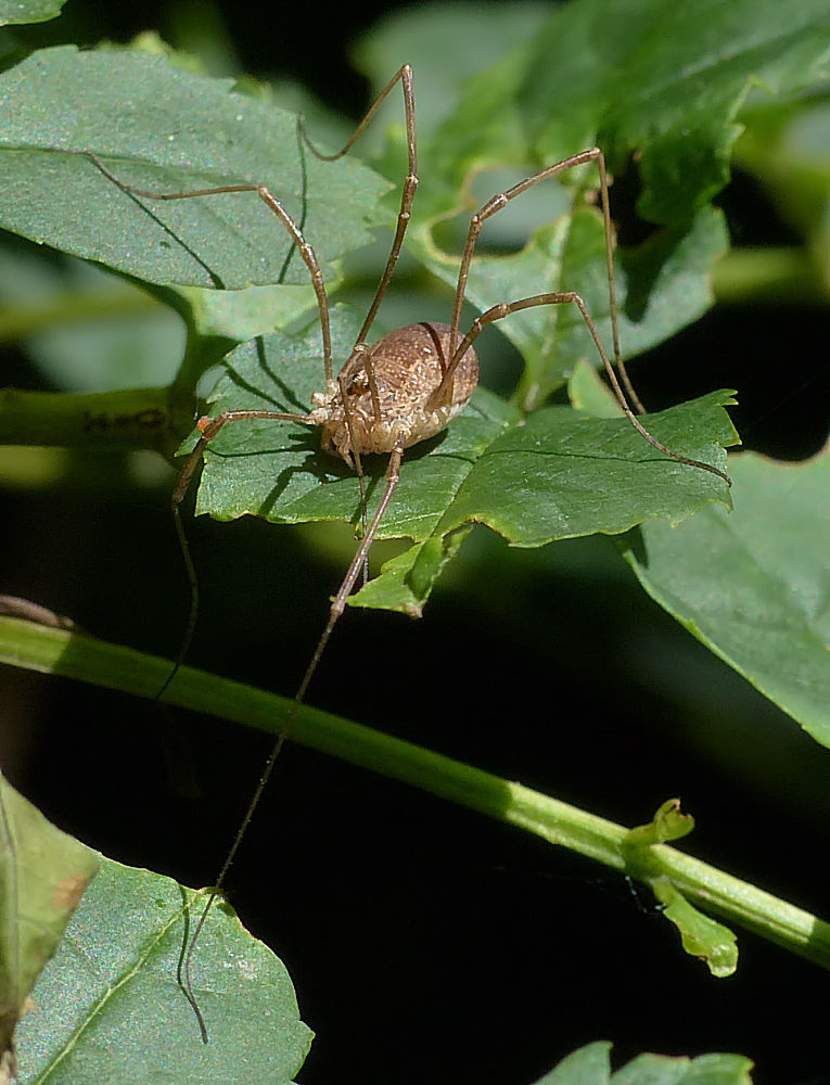 Réf. 184992 — ARACHNIDA > Opiliones > Phalangiidae > Rilaena ...