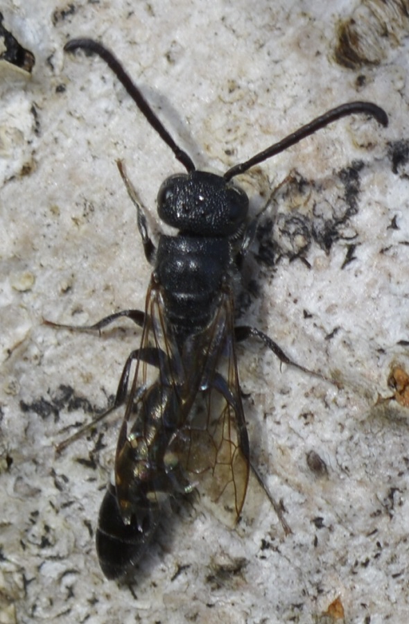 Réf. 185918 — INSECTA > Hymenoptera > Sapygidae > Sapyga (Sapyga ...