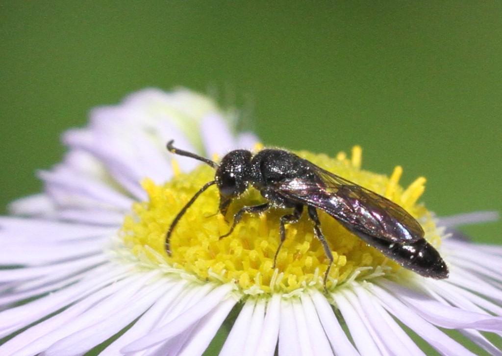 Réf. 185346 — INSECTA > Hymenoptera > Sapygidae > Sapygina decemguttata ...