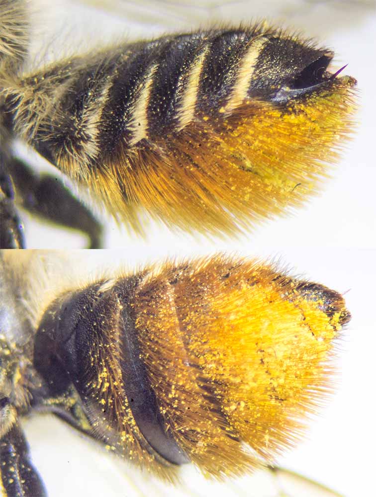 Réf. 185448 — INSECTA > Hymenoptera > Megachilidae > Megachile ...