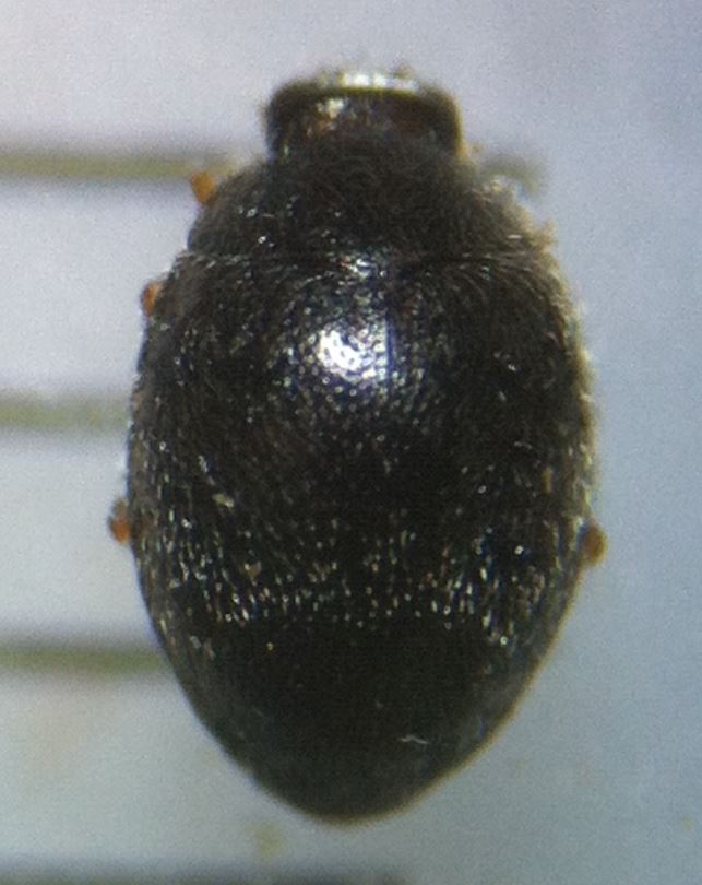 Réf. 185814 — INSECTA > Coleoptera > Coccinellidae > Stethorus pusillus ...