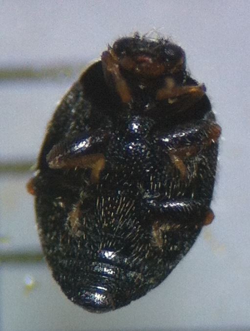 Réf. 185815 — INSECTA > Coleoptera > Coccinellidae > Stethorus pusillus ...