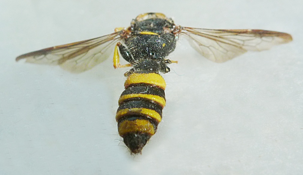 Réf. 186764 — INSECTA > Hymenoptera > Philanthidae > Cerceris ...