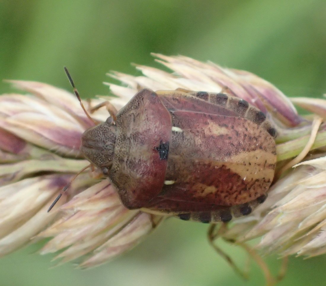 Réf. 186541 — INSECTA > Heteroptera > Scutelleridae > Eurygaster ...