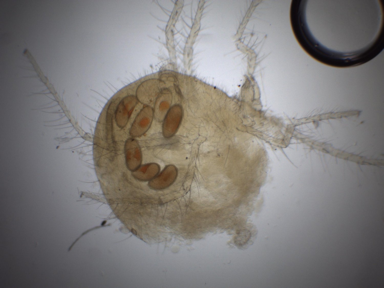 Réf. 186488 — ARACHNIDA > Prostigmata > Penthaleidae > Penthaleus sp ...