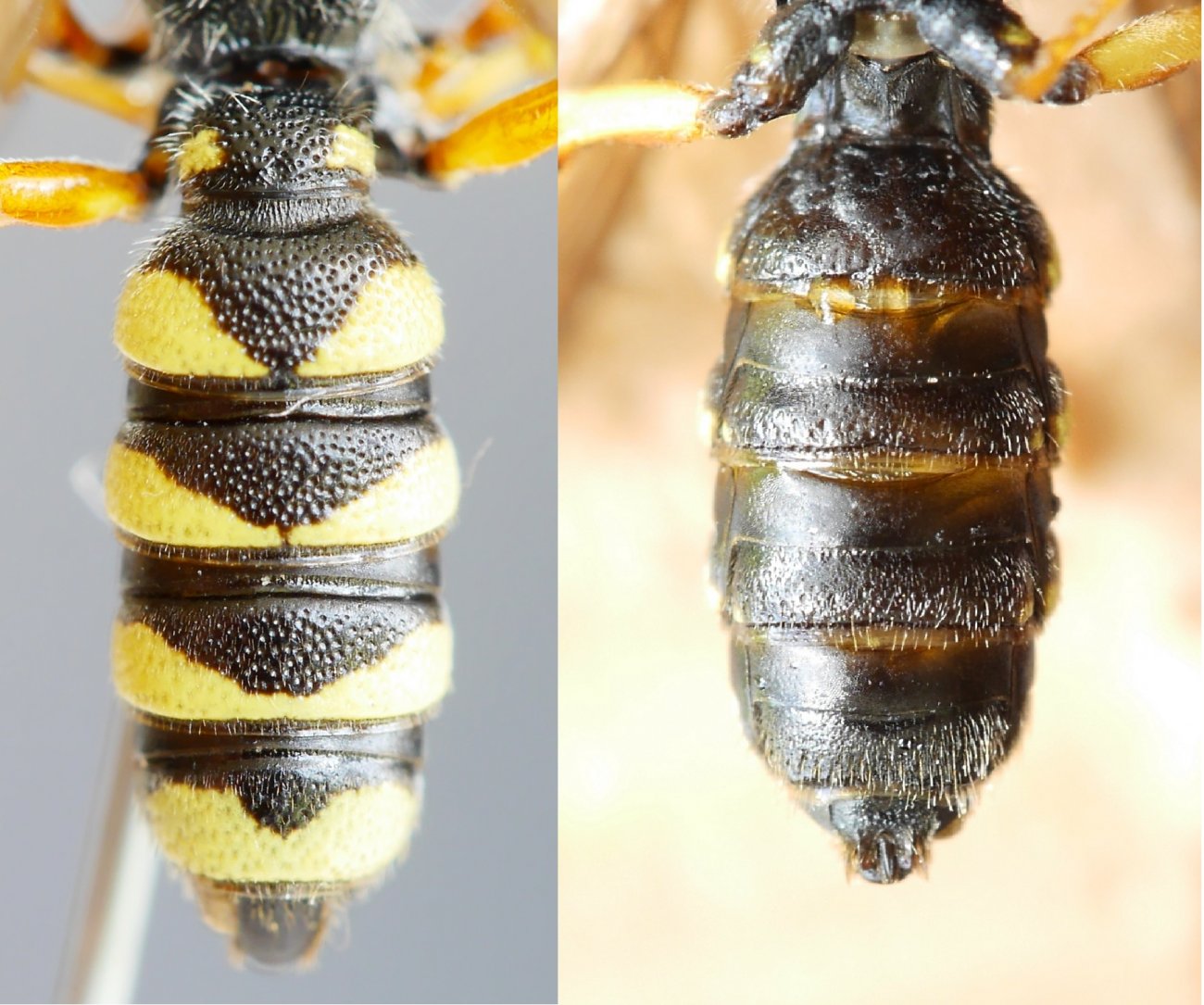 Réf. 187338 — INSECTA > Hymenoptera > Philanthidae > Cerceris ...