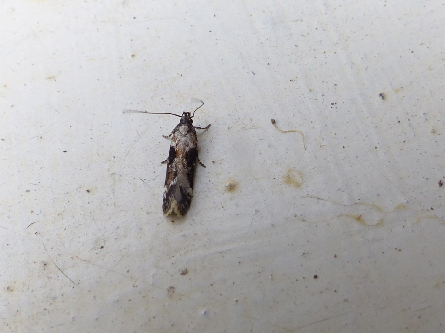 Réf. 188297 — INSECTA > Lepidoptera > Momphidae > Mompha (Mompha ...