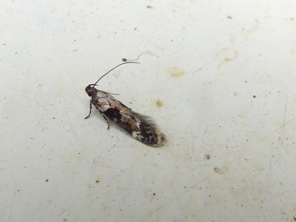 Réf. 188298 — INSECTA > Lepidoptera > Momphidae > Mompha (Mompha ...