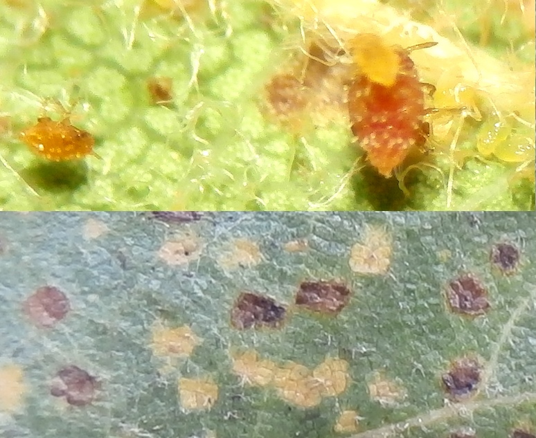 Réf. 188050 — INSECTA > Homoptera > Phylloxeridae > Phylloxera quercus ...