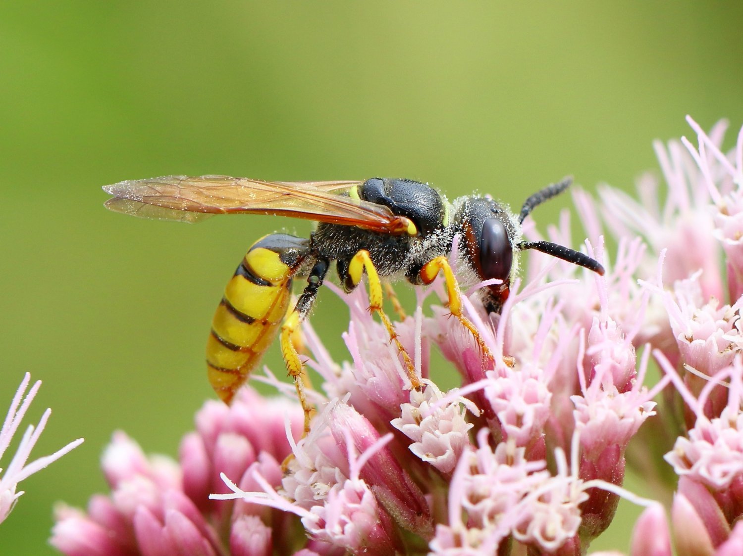 Réf. 189907 — INSECTA > Hymenoptera > Philanthidae > Philanthus ...