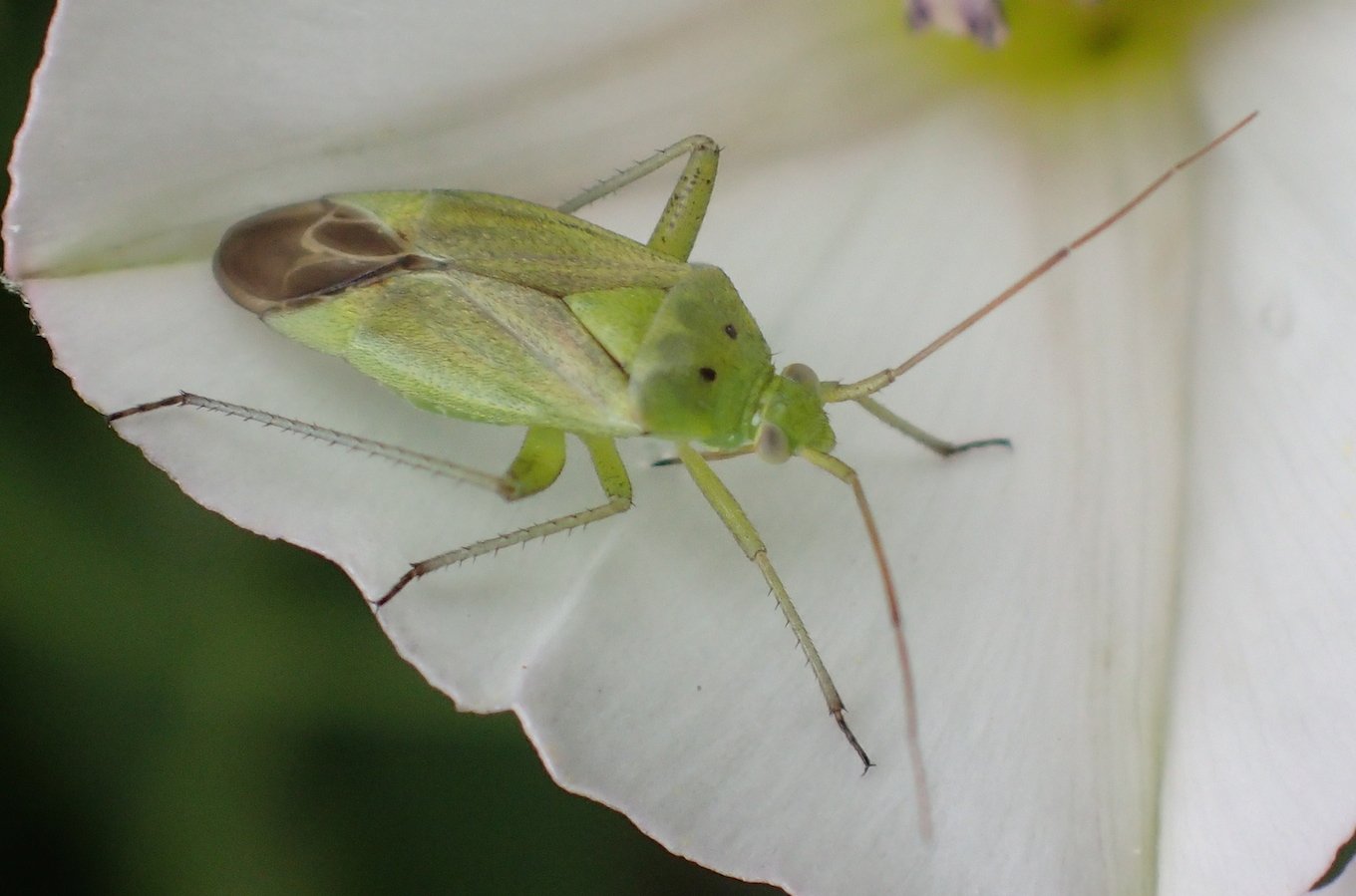 Réf. 189350 — INSECTA > Heteroptera > Miridae > Closterotomus ...