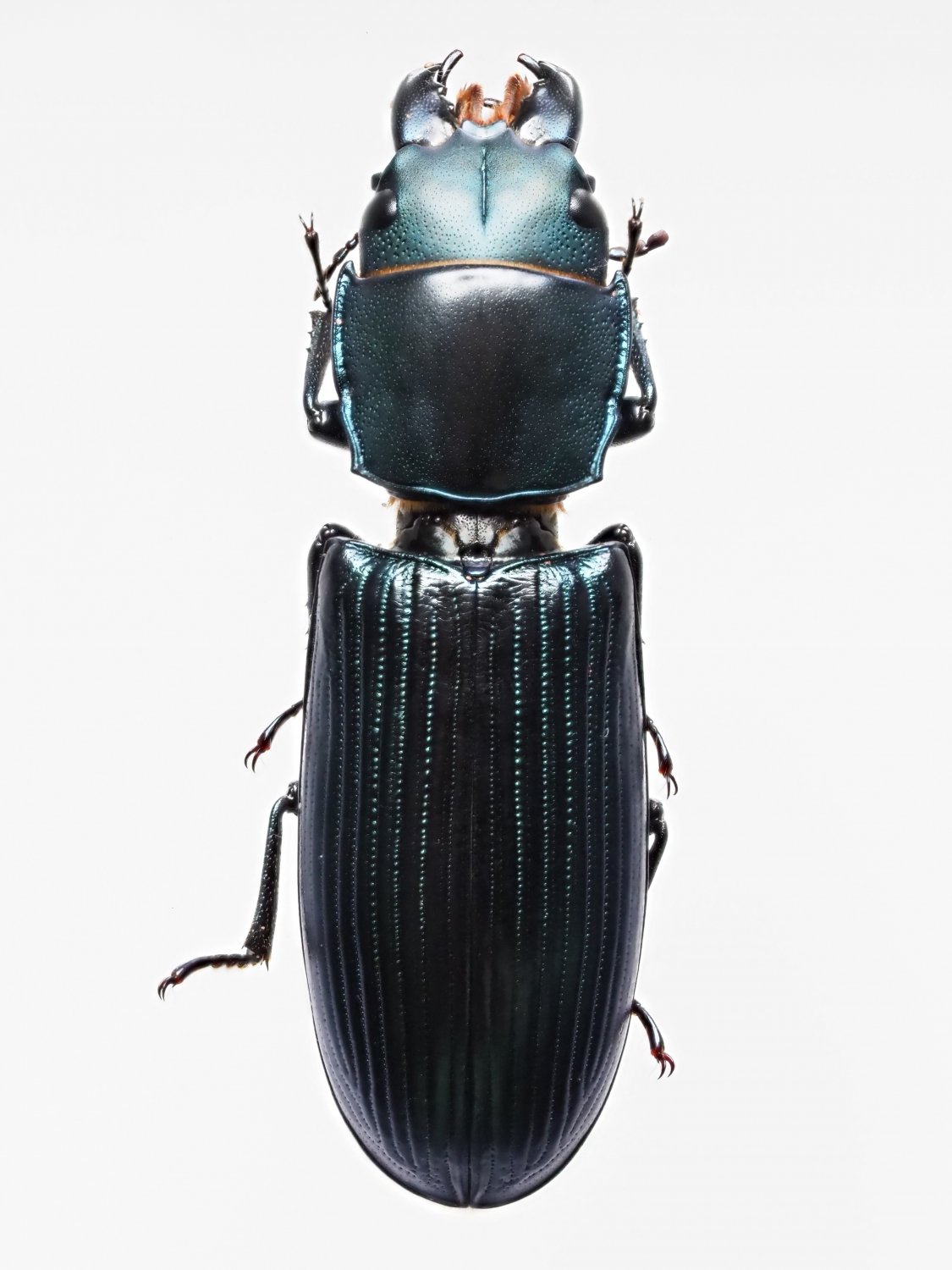 Réf. 189444 — INSECTA > Coleoptera > Trogossitidae > Temnoscheila ...