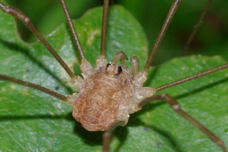 Réf. 189690 — ARACHNIDA > Opiliones > Phalangiidae > Rilaena ...