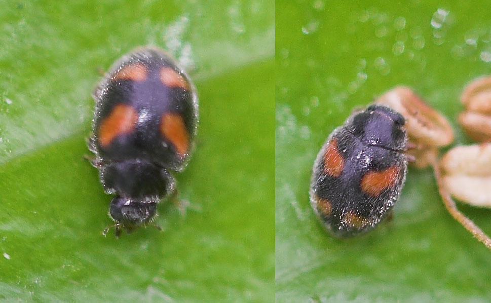 Réf. 19437 — INSECTA > Coleoptera > Coccinellidae > Nephus (Nephus ...