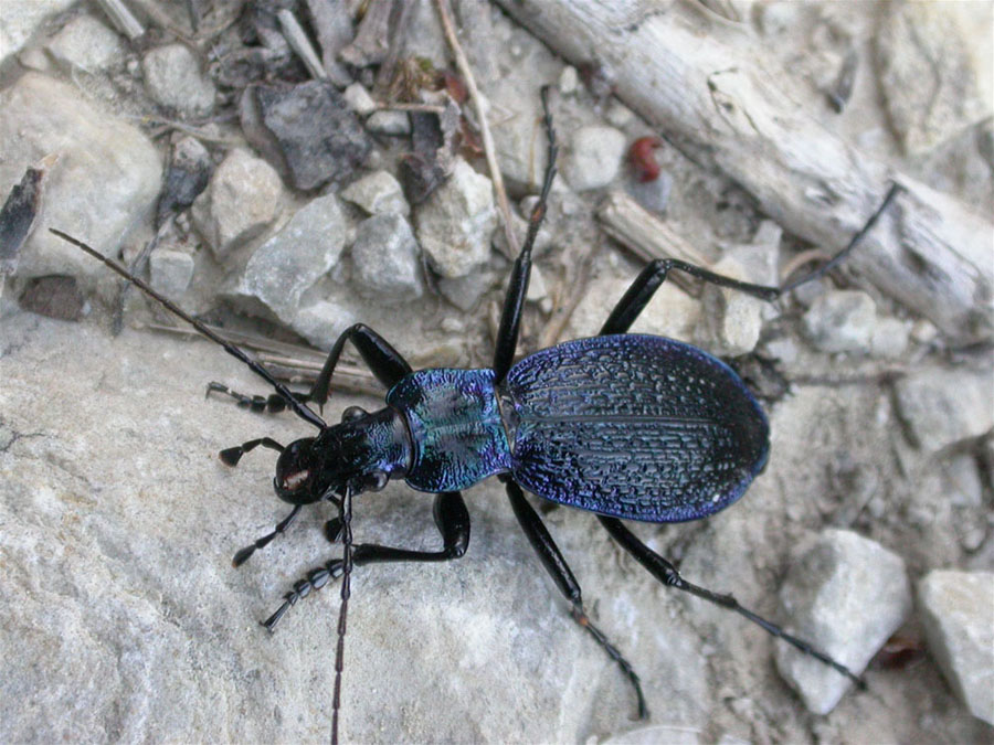 Réf. 19095 — INSECTA > Coleoptera > Carabidae > Carabus (Chaetocarabus ...