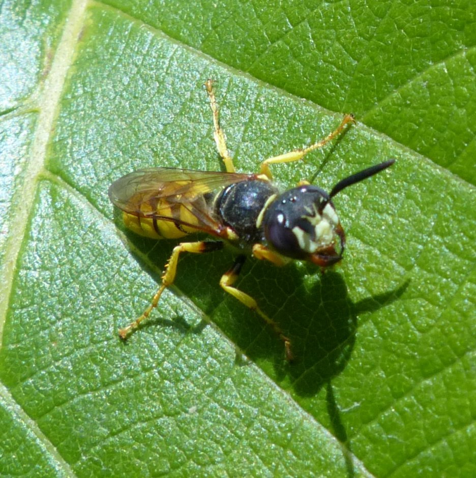 Réf. 190984 — INSECTA > Hymenoptera > Philanthidae > Philanthus ...