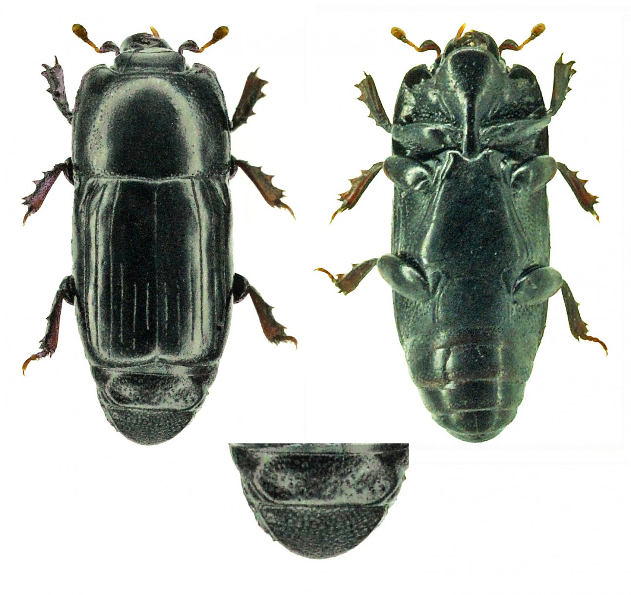 Réf. 190383 — INSECTA > Coleoptera > Histeridae > Platysoma (Cylister ...