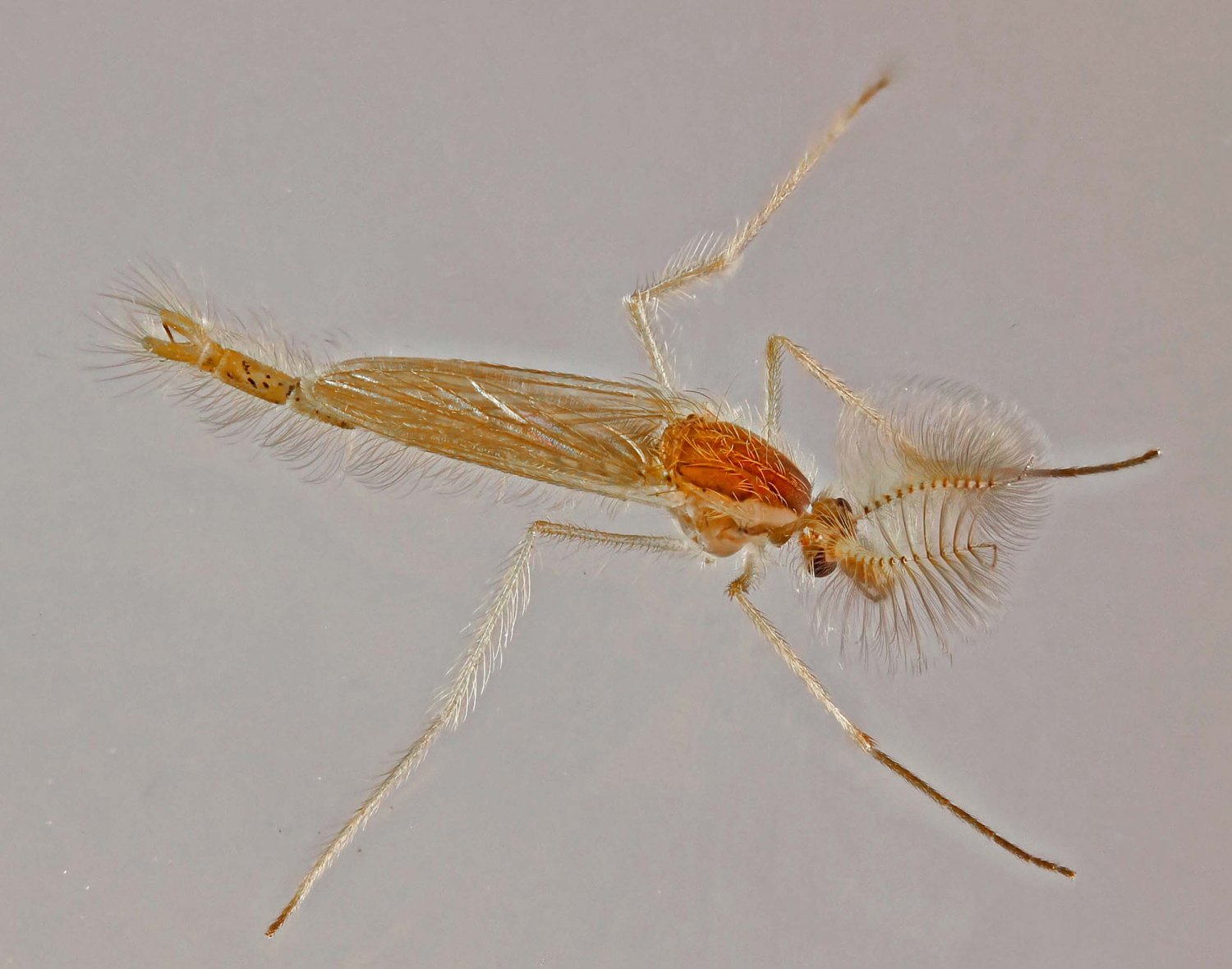 Réf. 191016 — INSECTA > Diptera > Chaoboridae > Chaoborus (Chaoborus ...