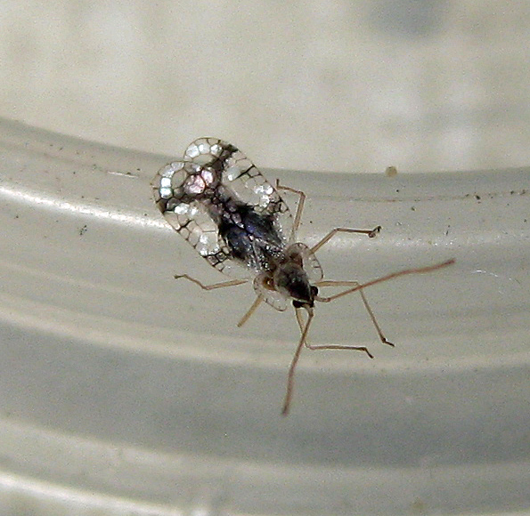 Réf. 191229 — INSECTA > Heteroptera > Tingidae > Stephanitis ...