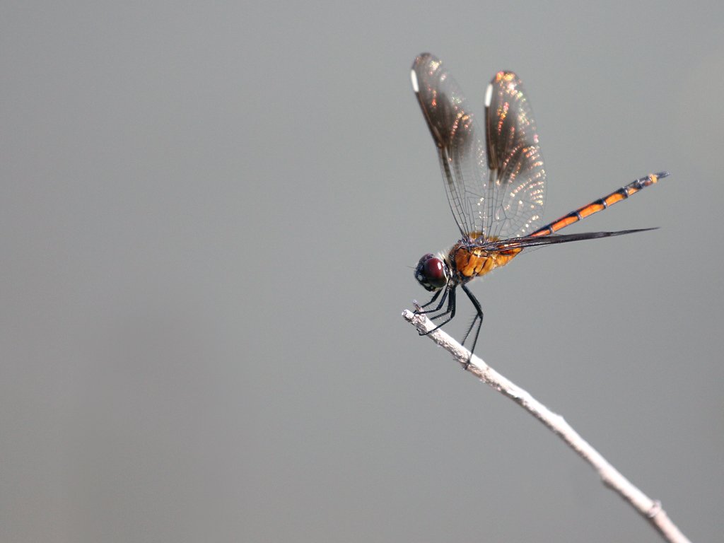 Réf. 191559 — INSECTA > Odonata > Libellulidae > Brachymesia gravida ...