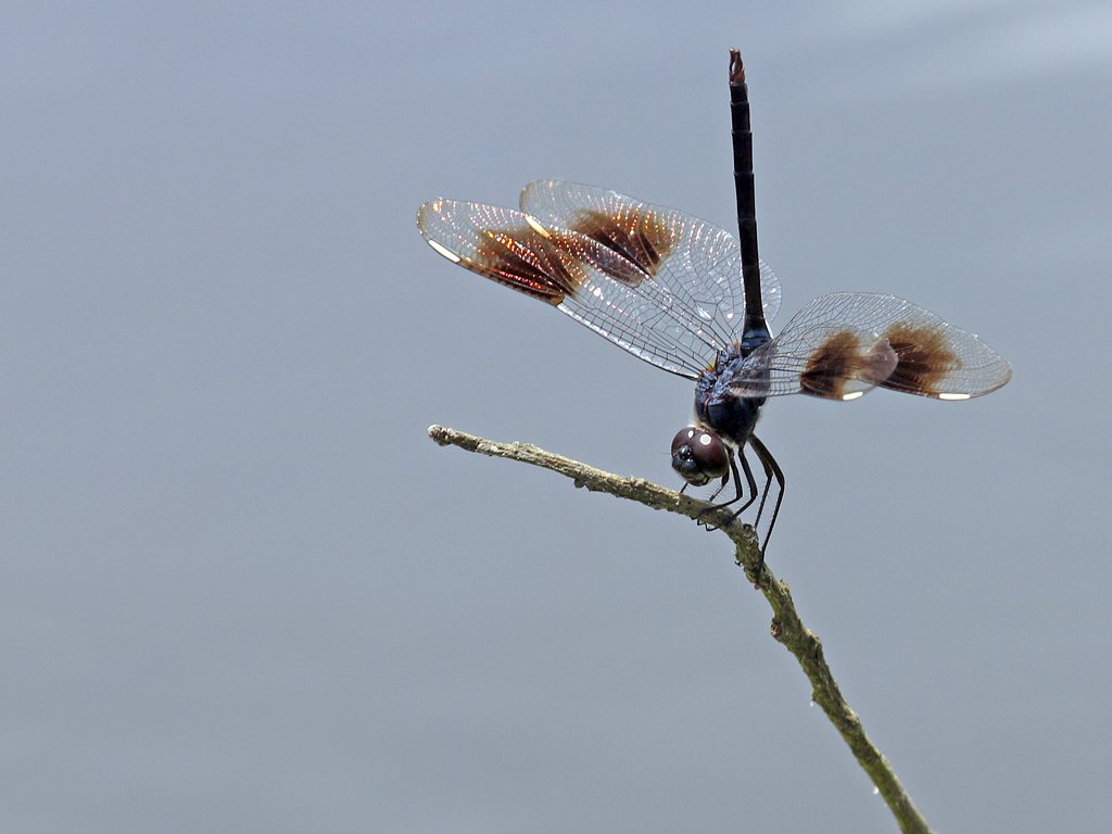 Réf. 191677 — INSECTA > Odonata > Libellulidae > Brachymesia gravida ...
