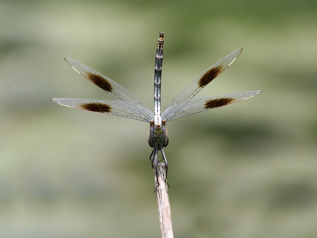 Réf. 191678 — INSECTA > Odonata > Libellulidae > Brachymesia gravida ...