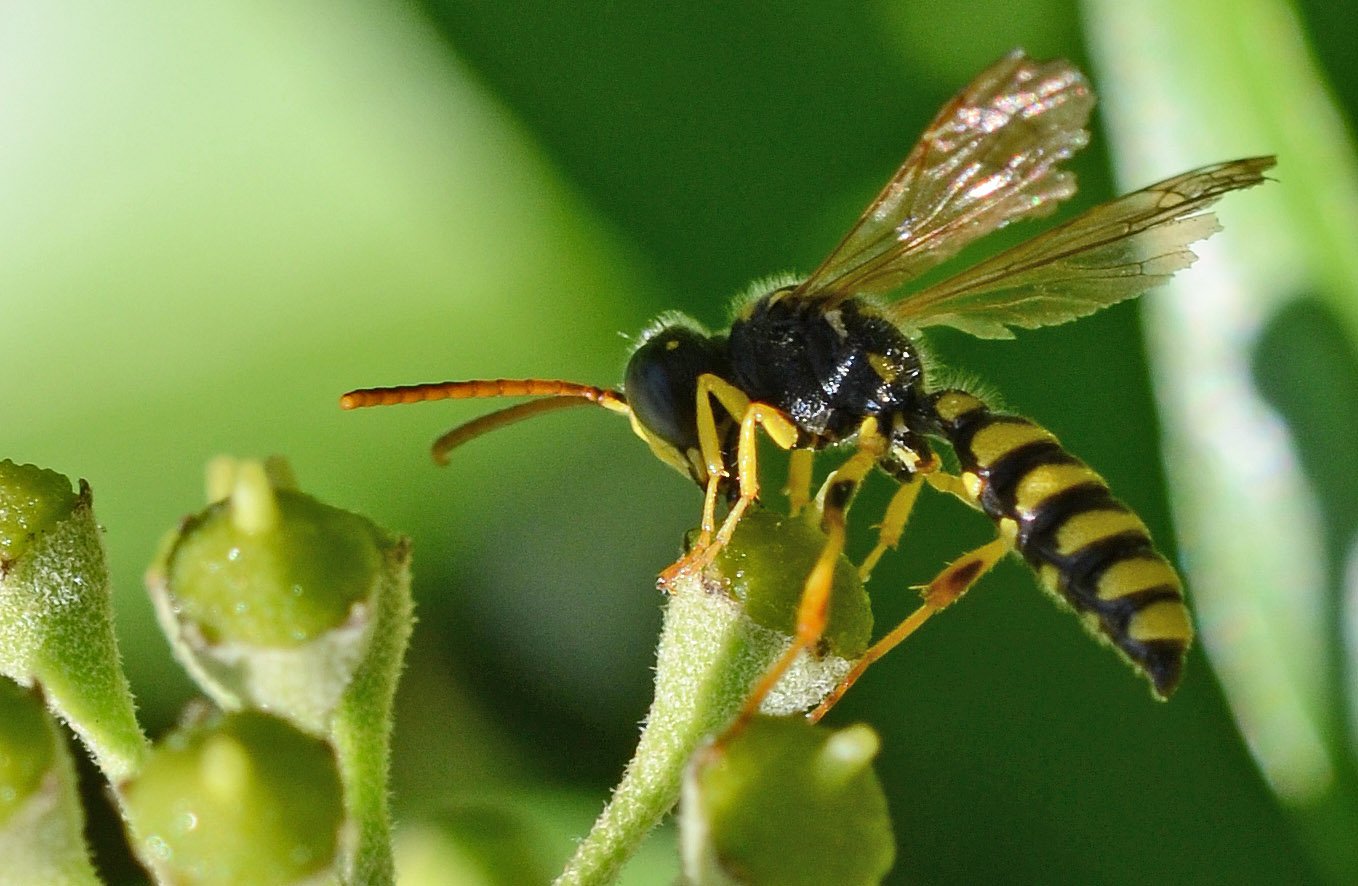 Réf. 192653 — INSECTA > Hymenoptera > Philanthidae > Cerceris ...