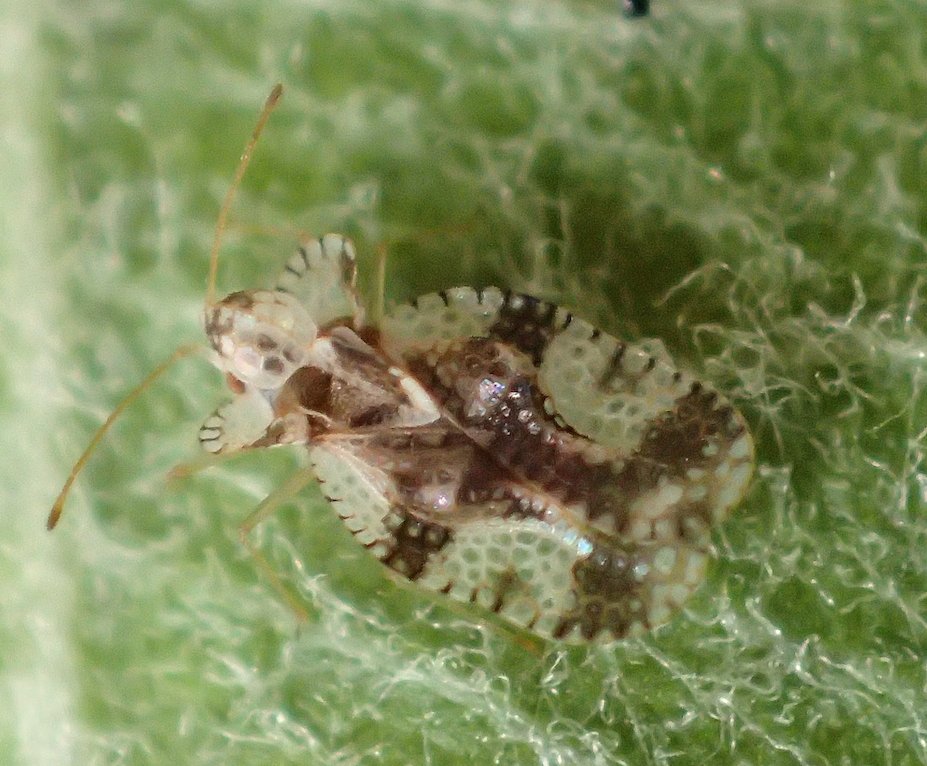 Réf. 192276 — INSECTA > Heteroptera > Tingidae > Stephanitis ...