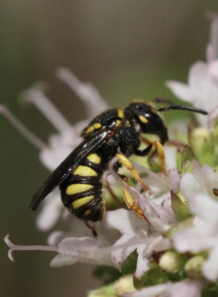 Réf. 192596 — INSECTA > Hymenoptera > Megachilidae > Stelis ...