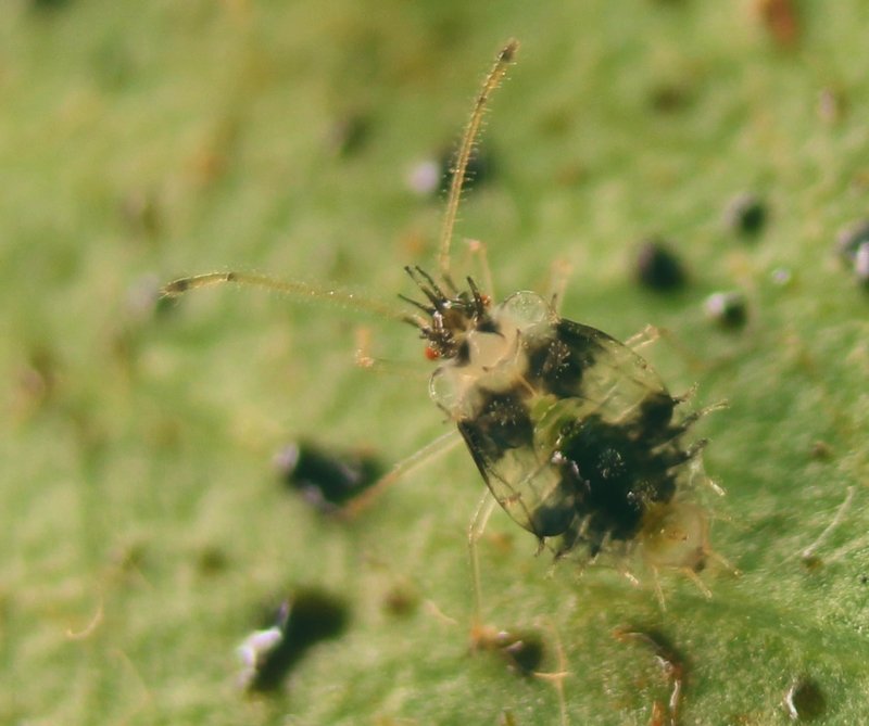 Réf. 192677 — INSECTA > Heteroptera > Tingidae > Stephanitis ...