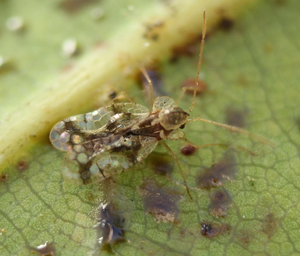 Réf. 192720 — INSECTA > Heteroptera > Tingidae > Stephanitis ...