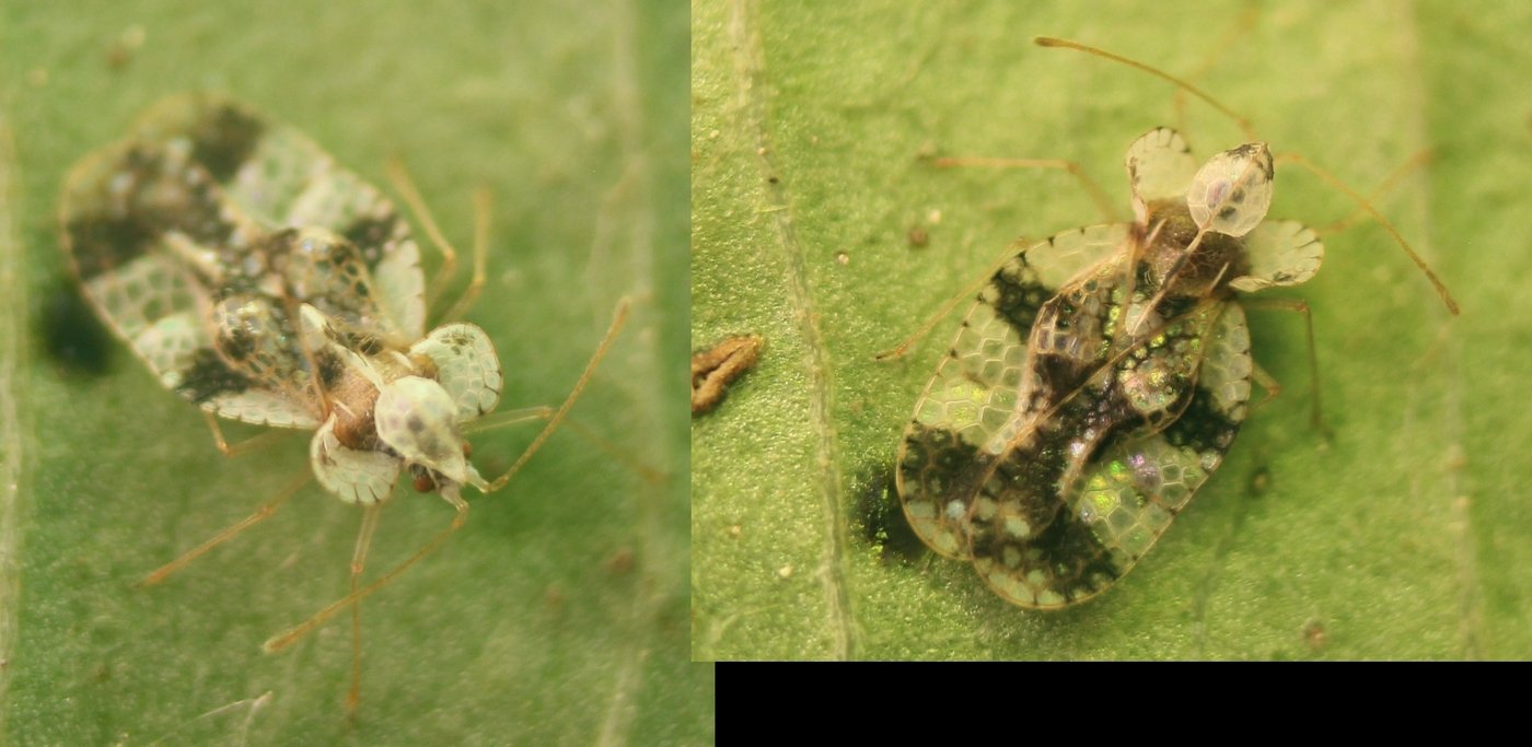 Réf. 192676 — INSECTA > Heteroptera > Tingidae > Stephanitis ...