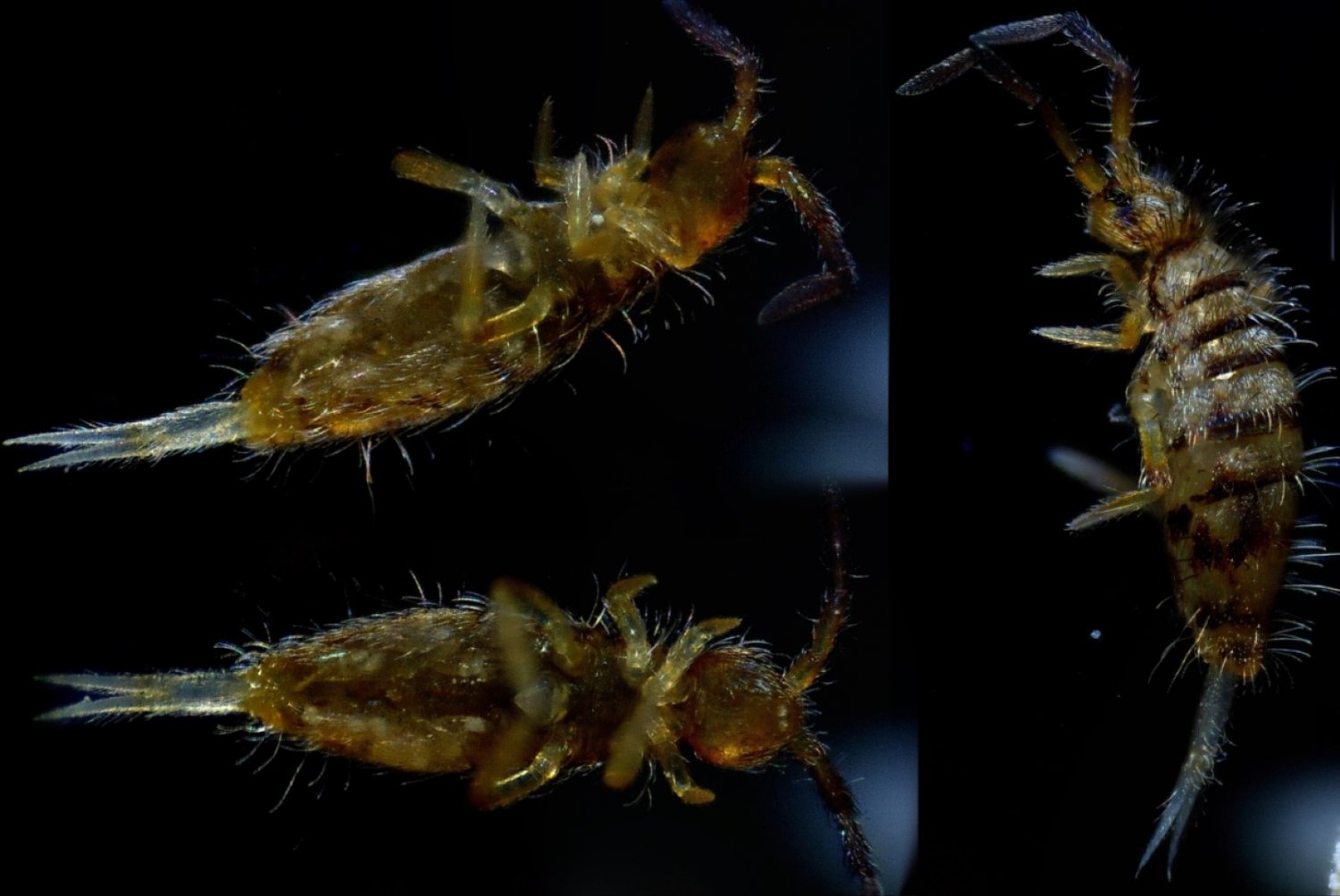 Réf. 193812 — ENTOGNATHA > Collembola > Entomobryidae > Entomobrya ...