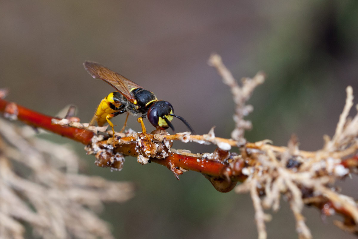 Réf. 194709 — INSECTA > Hymenoptera > Philanthidae > Philanthus ...
