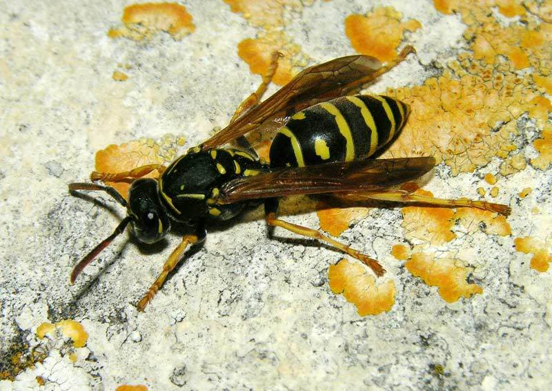 Réf. 194945 — INSECTA > Hymenoptera > Vespidae > Polistes (Polistes ...