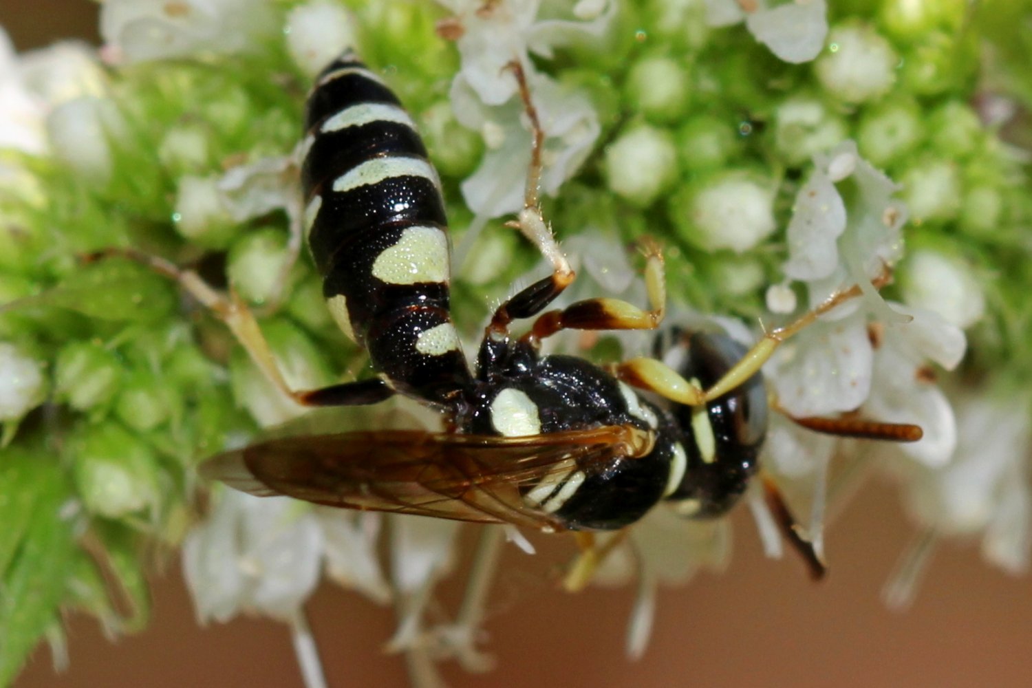 Réf. 194805 — INSECTA > Hymenoptera > Philanthidae > Philanthus ...